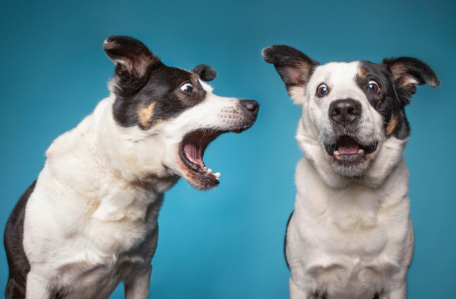 Unraveling the Bark: Why Dogs Bark so long and how to address it ...